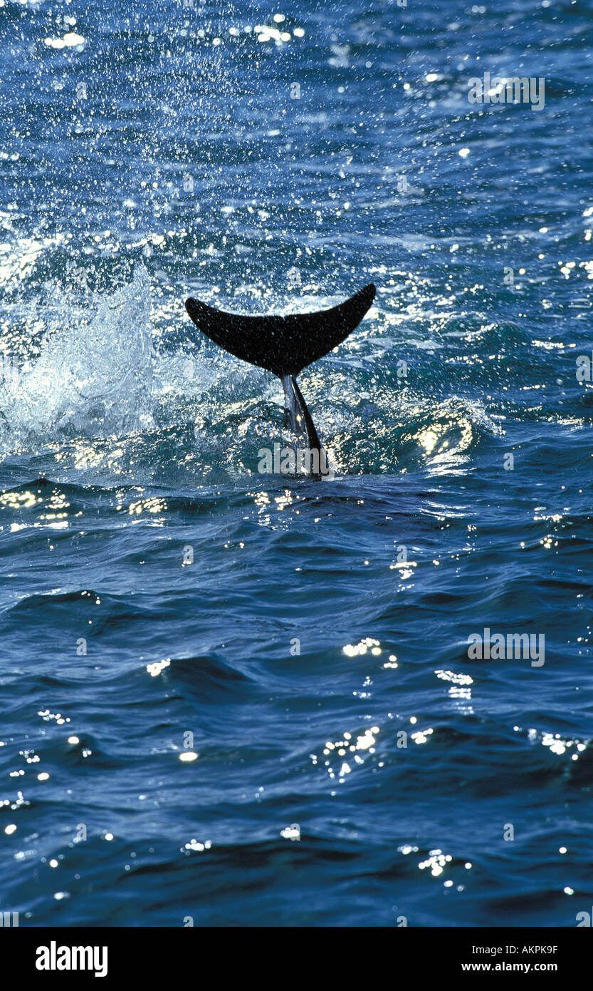 Kaikoura a dusky dolphin slapping its tail Stock Photo - Alamy
