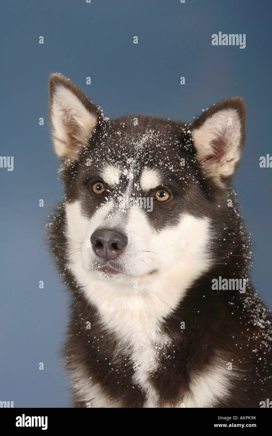 Alaskan Malamute blue Stock Photo - Alamy