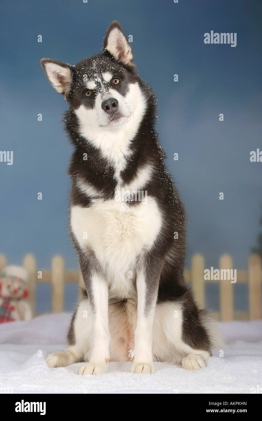 Alaskan malamute hi-res stock photography and images - Alamy