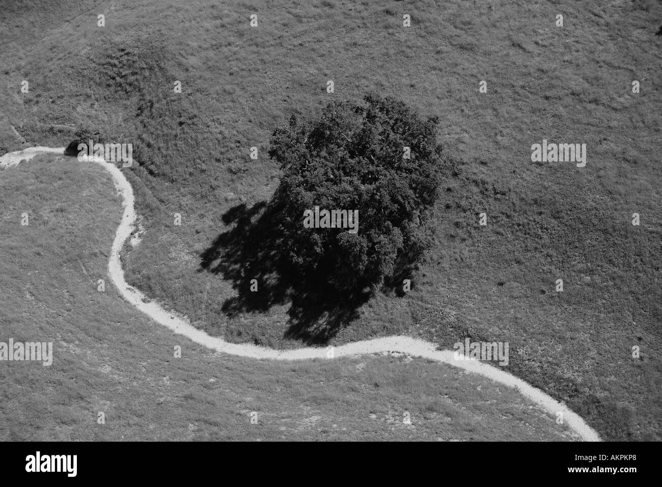 tree on a curve Stock Photo - Alamy