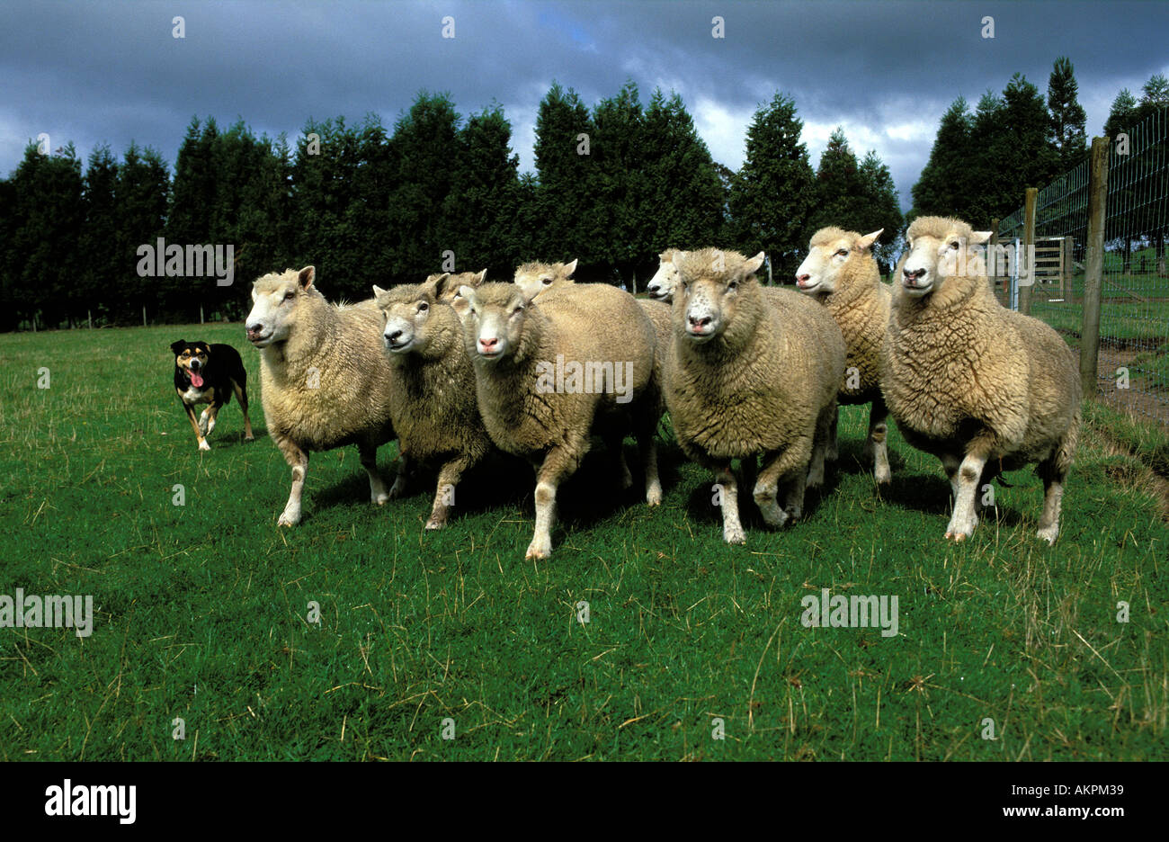 Rotorua sheep farm Stock Photo - Alamy