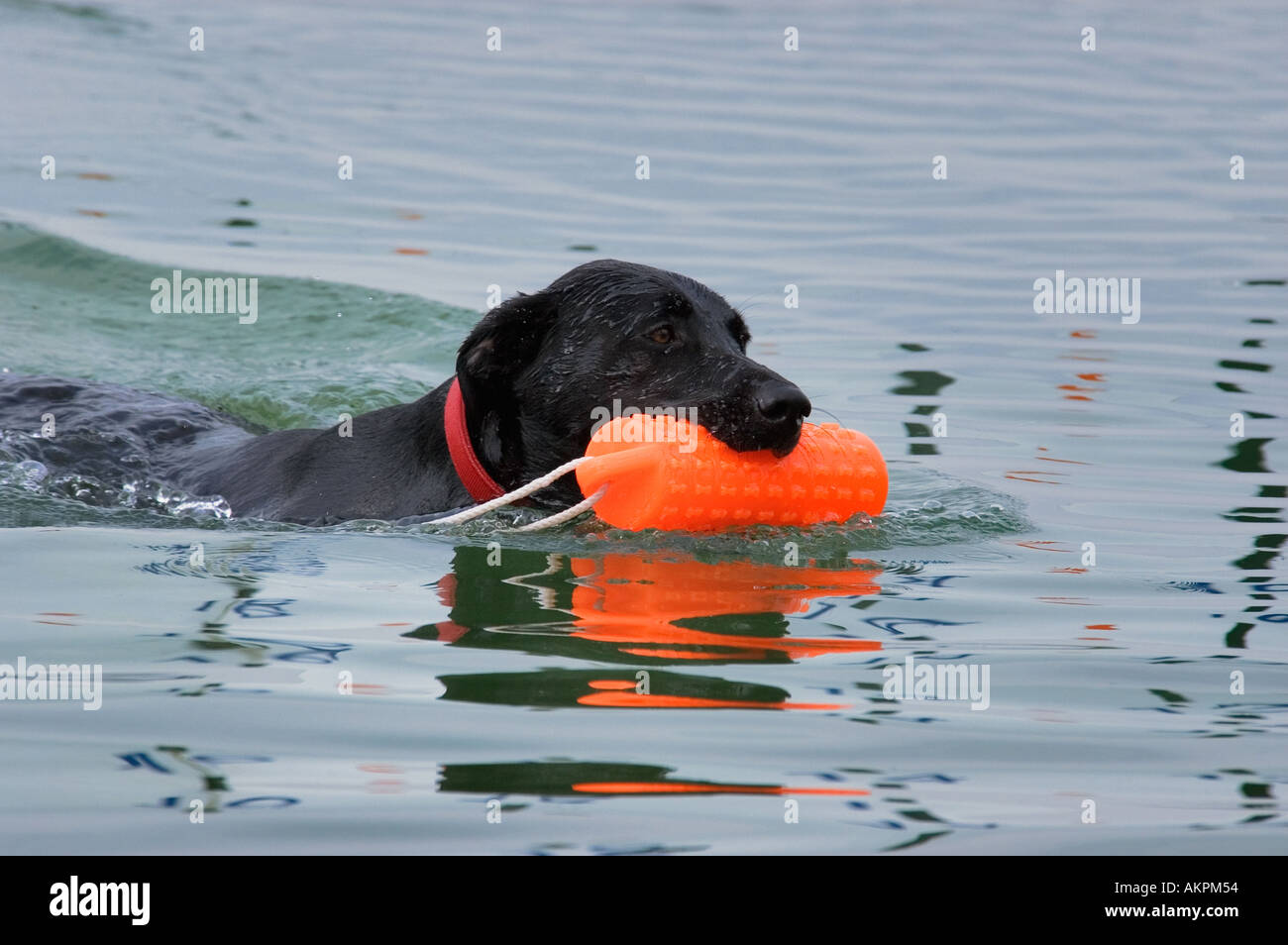 Black Labrador Retriever Retrieving Orange Dummy From Water Buffalo ...