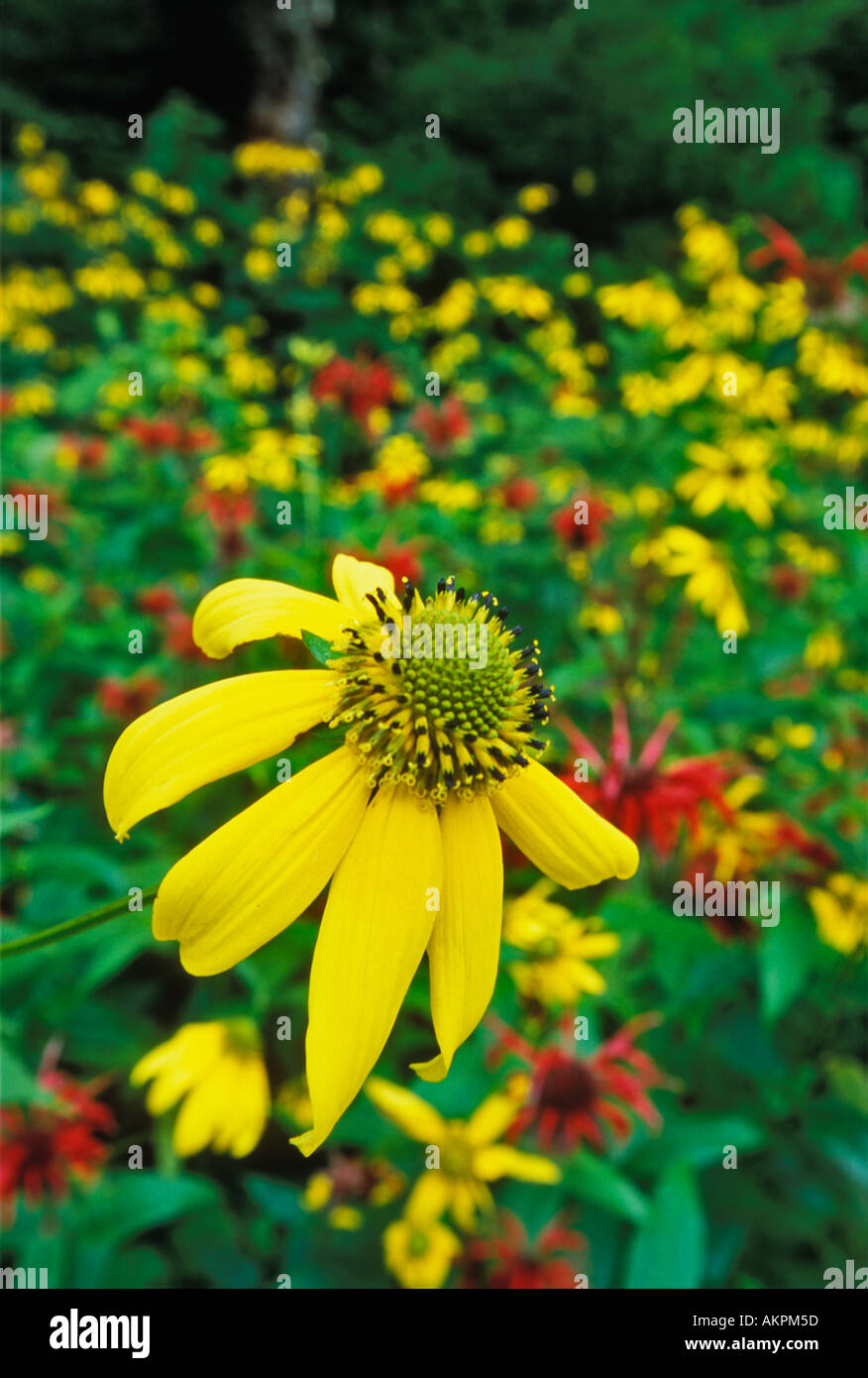 Coneflower Rudbeckia laciniata var humilis Bee Balm Monarda didyma Near ...