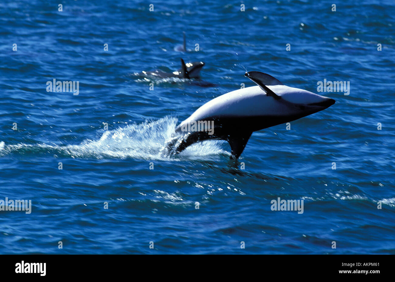 Kaikoura a dusky dolphin jumping Stock Photo - Alamy