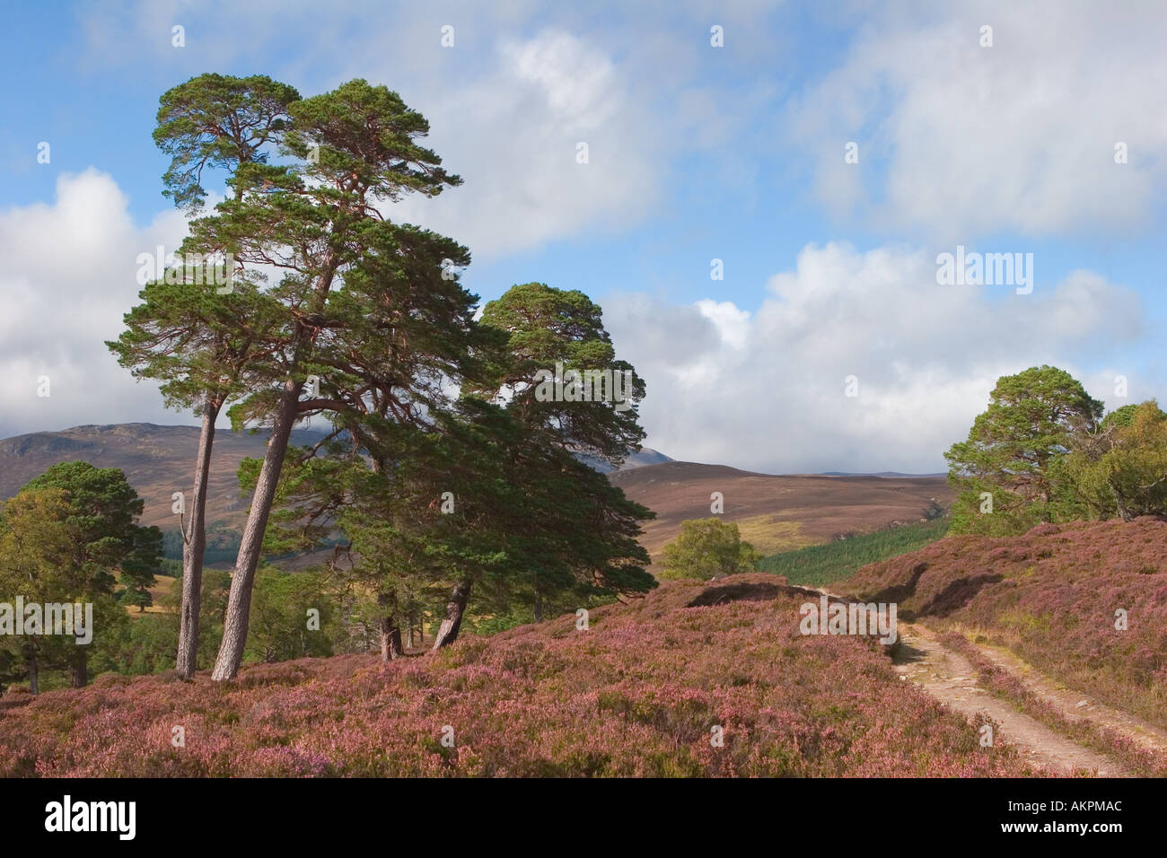 Ancient pinewood hi-res stock photography and images - Alamy