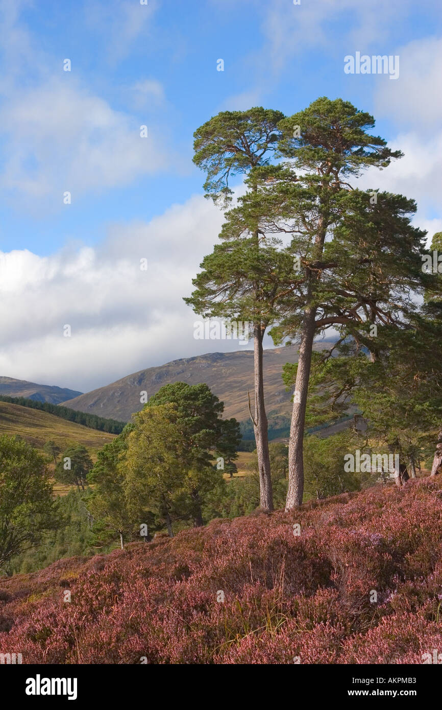 Scottish purple heather moors and Caledonian Pine trees in Mar Lodge ...