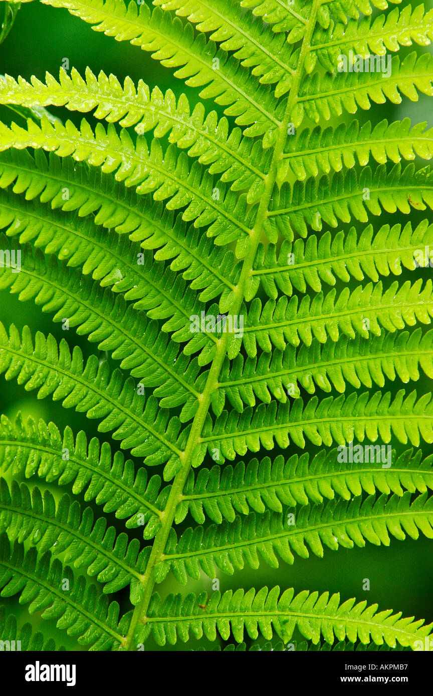 Forest fern frond hi-res stock photography and images - Alamy