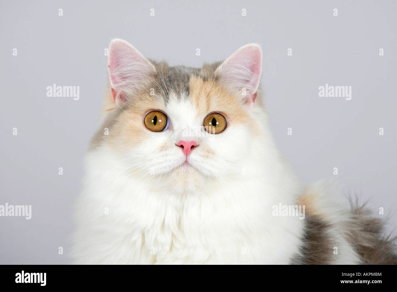 British Longhair Cat blue cream white Highlander Lowlander Britanica ...