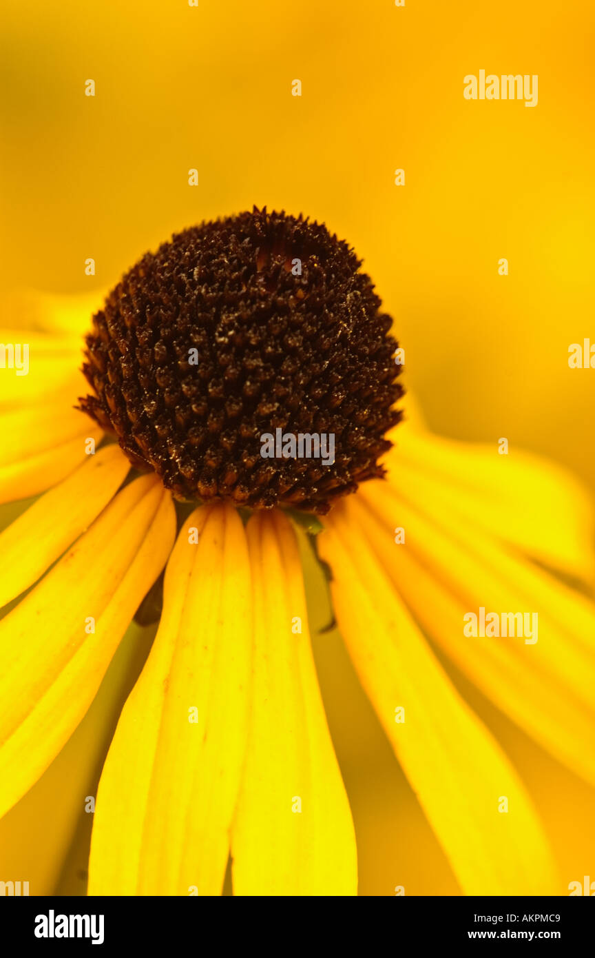Black eyed Susan Stock Photo - Alamy
