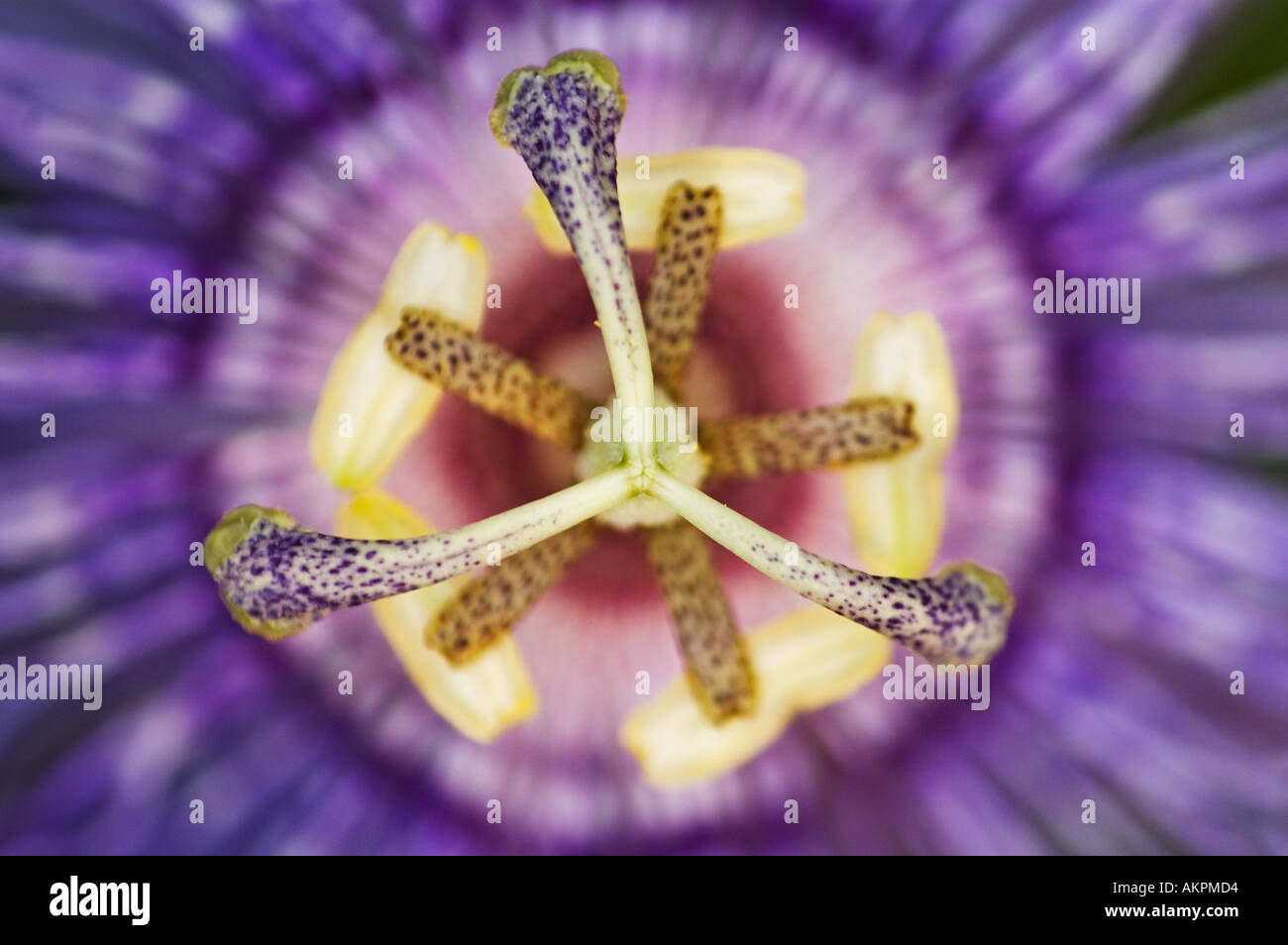 Passion flower Stamen Pasiflora incarnata Great Smoky Mountains ...