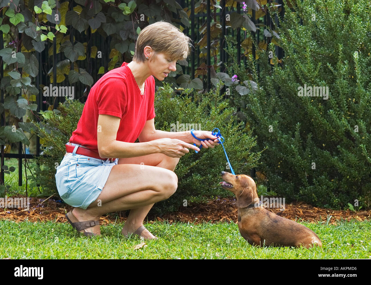 American kennel club training hi-res stock photography and images - Alamy