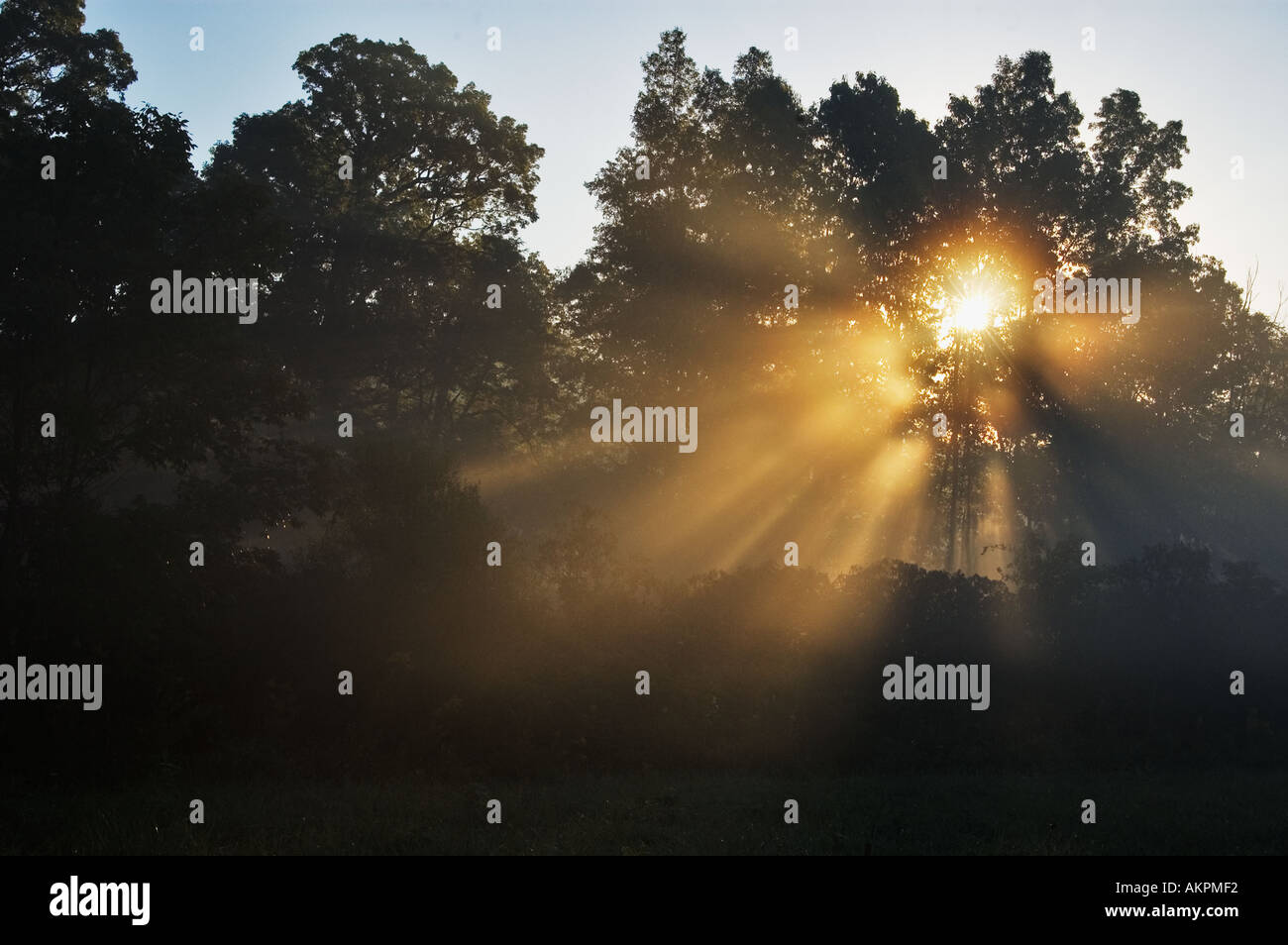 Early Morning Light Rays Shooting Through Misty Trees Floyds Knobs ...