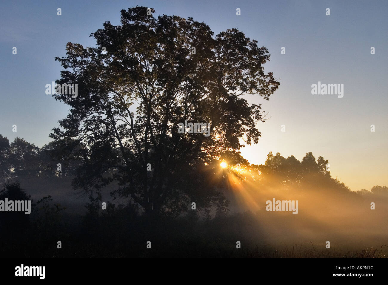 Sun Breaking Through Early Morning Mist at Sunrise Floyds Knobs Indiana ...
