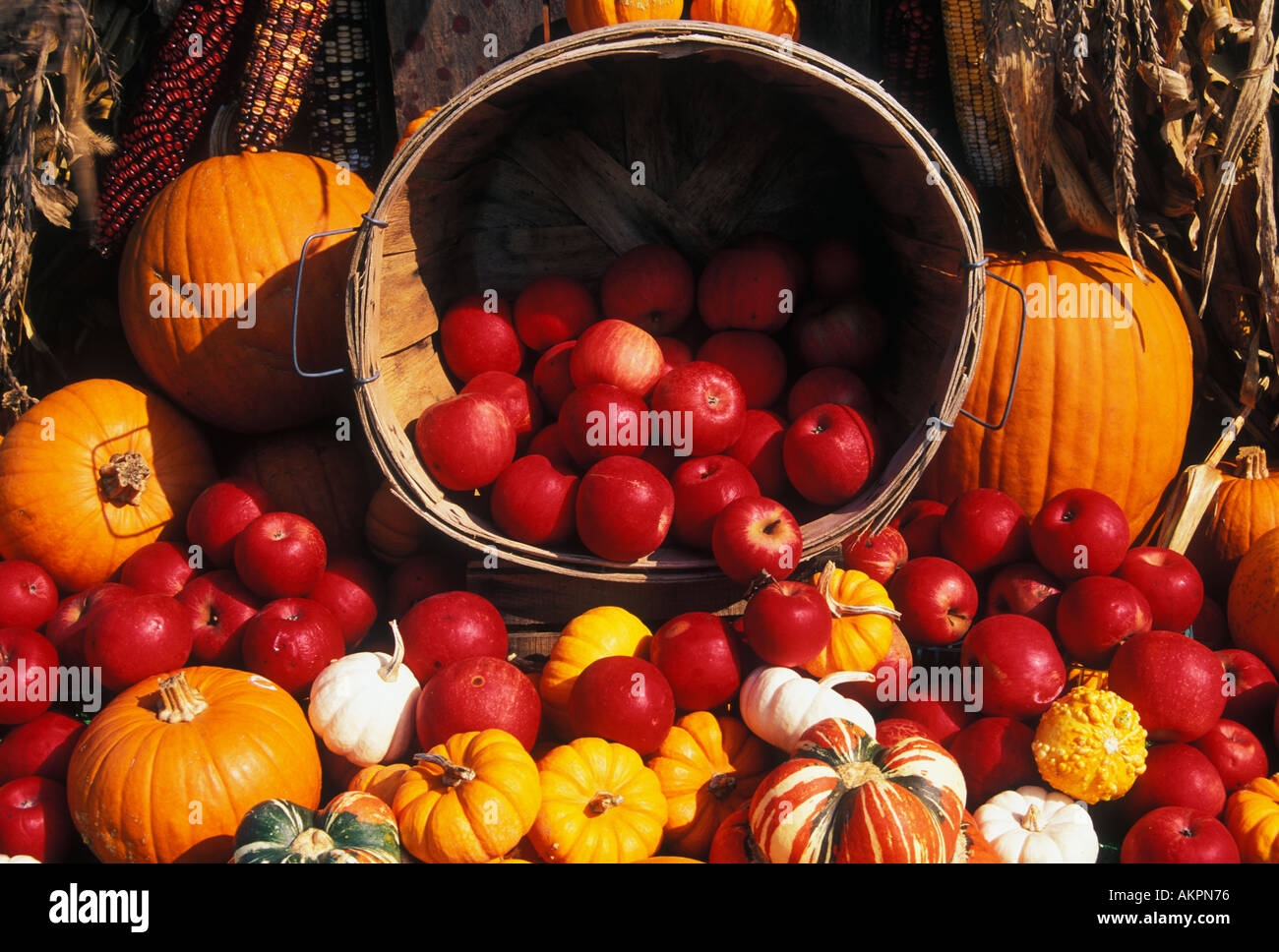 With cornucopia hi-res stock photography and images - Alamy