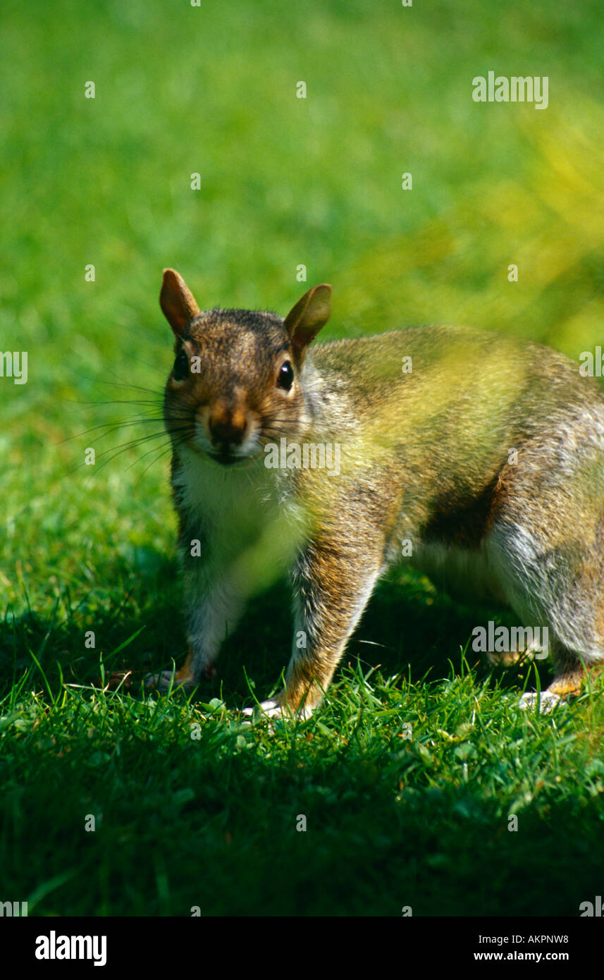 Squirrel dray hi-res stock photography and images - Alamy