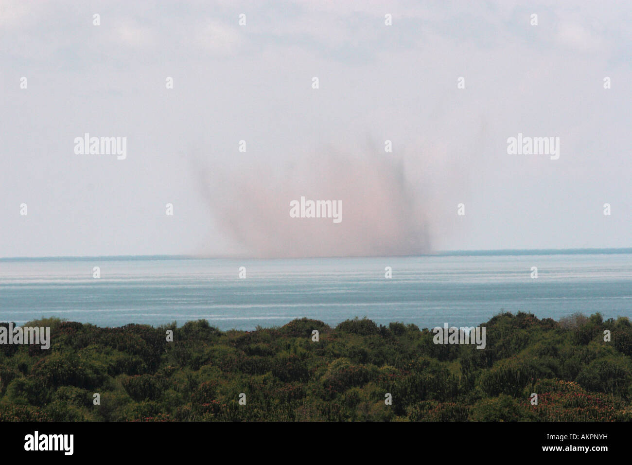 Black Fly swarm emerging Stock Photo - Alamy