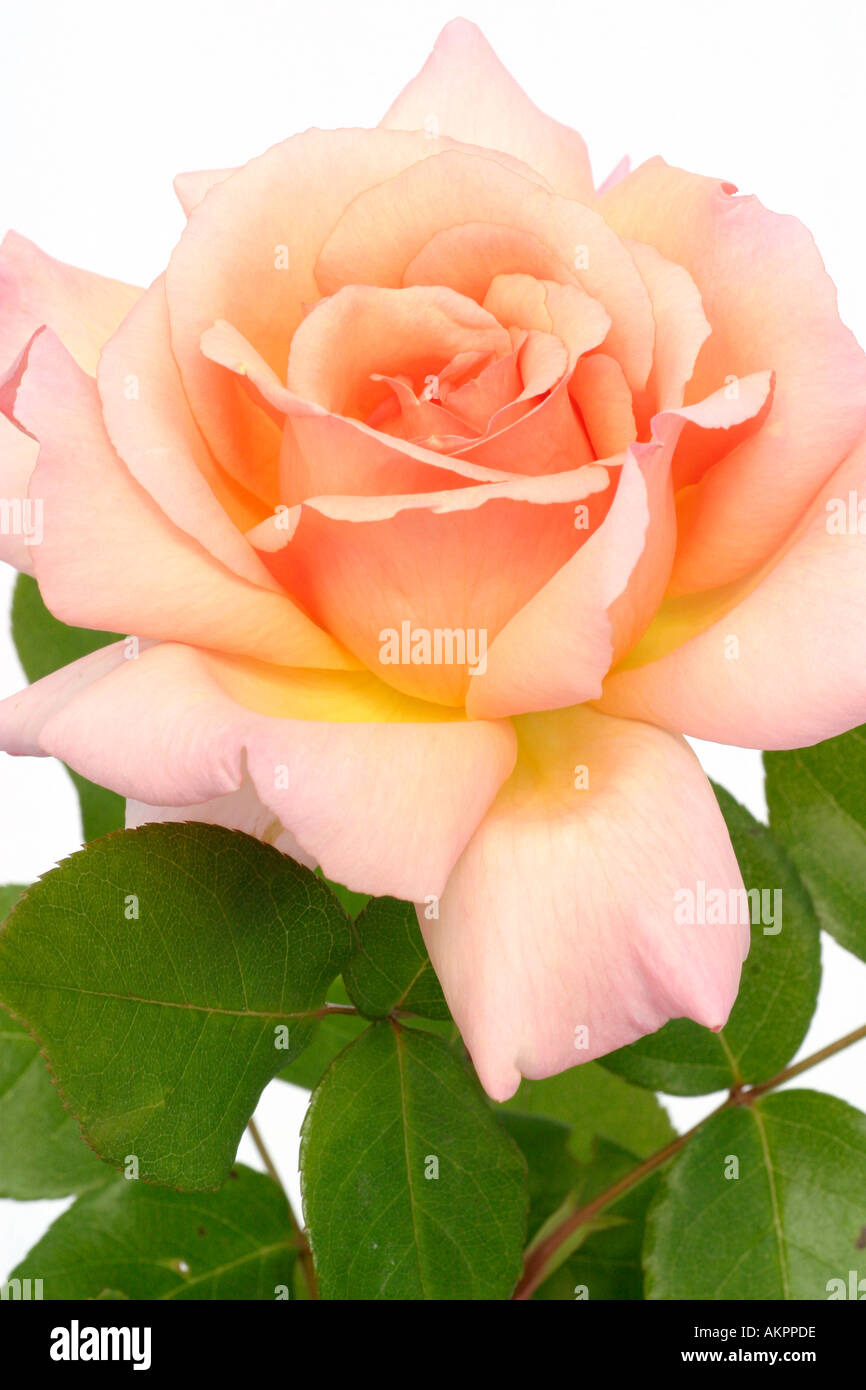 Compassion rose hi-res stock photography and images - Alamy