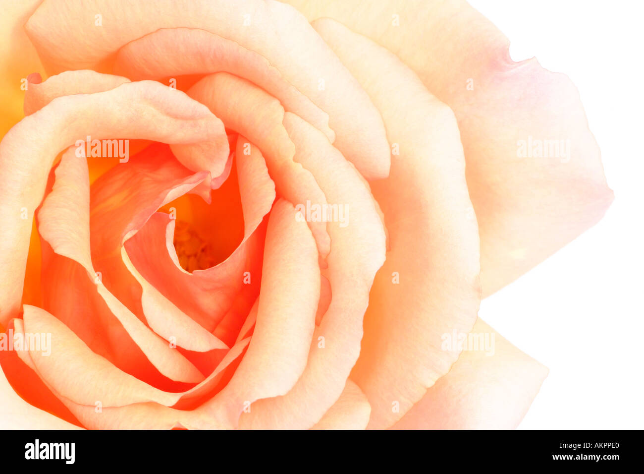 Rosa compassion hi-res stock photography and images - Alamy