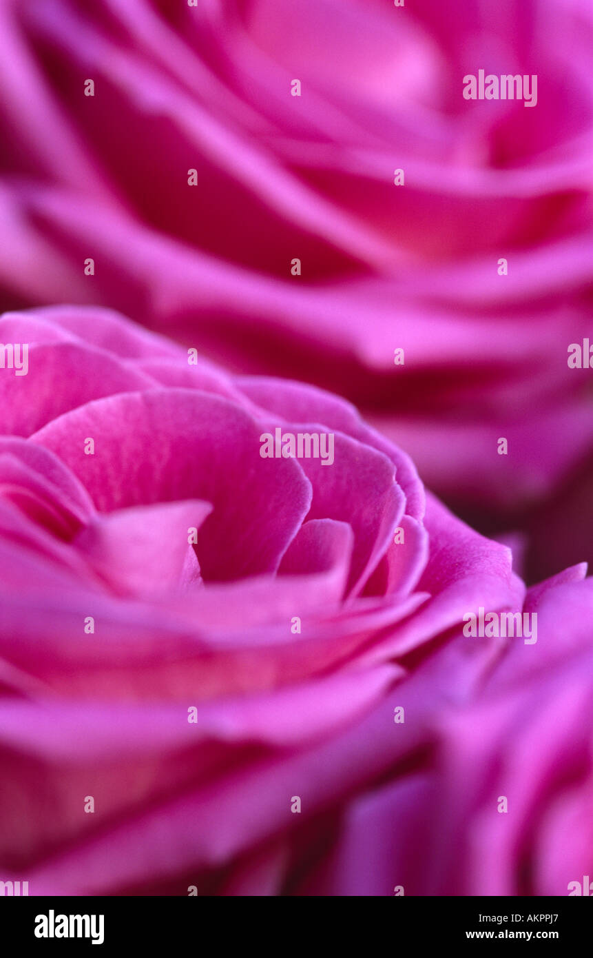 Soft pink spray rose hi-res stock photography and images - Alamy