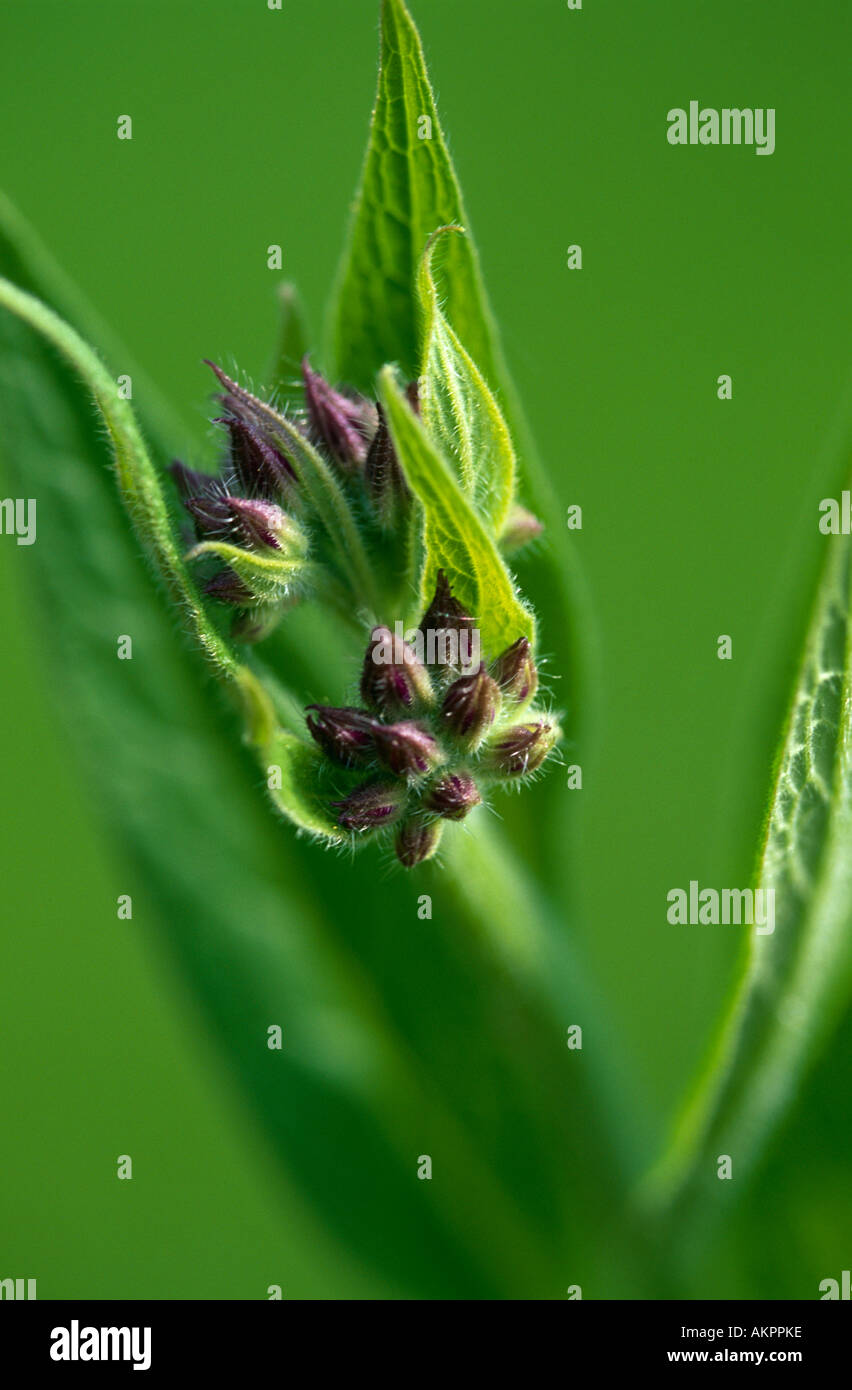 Comfrey (Latin name Symphytum officinalis Stock Photo - Alamy