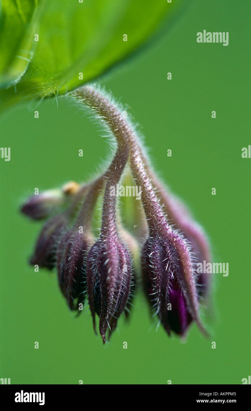 Comfrey (Latin name Symphytum officinalis Stock Photo - Alamy