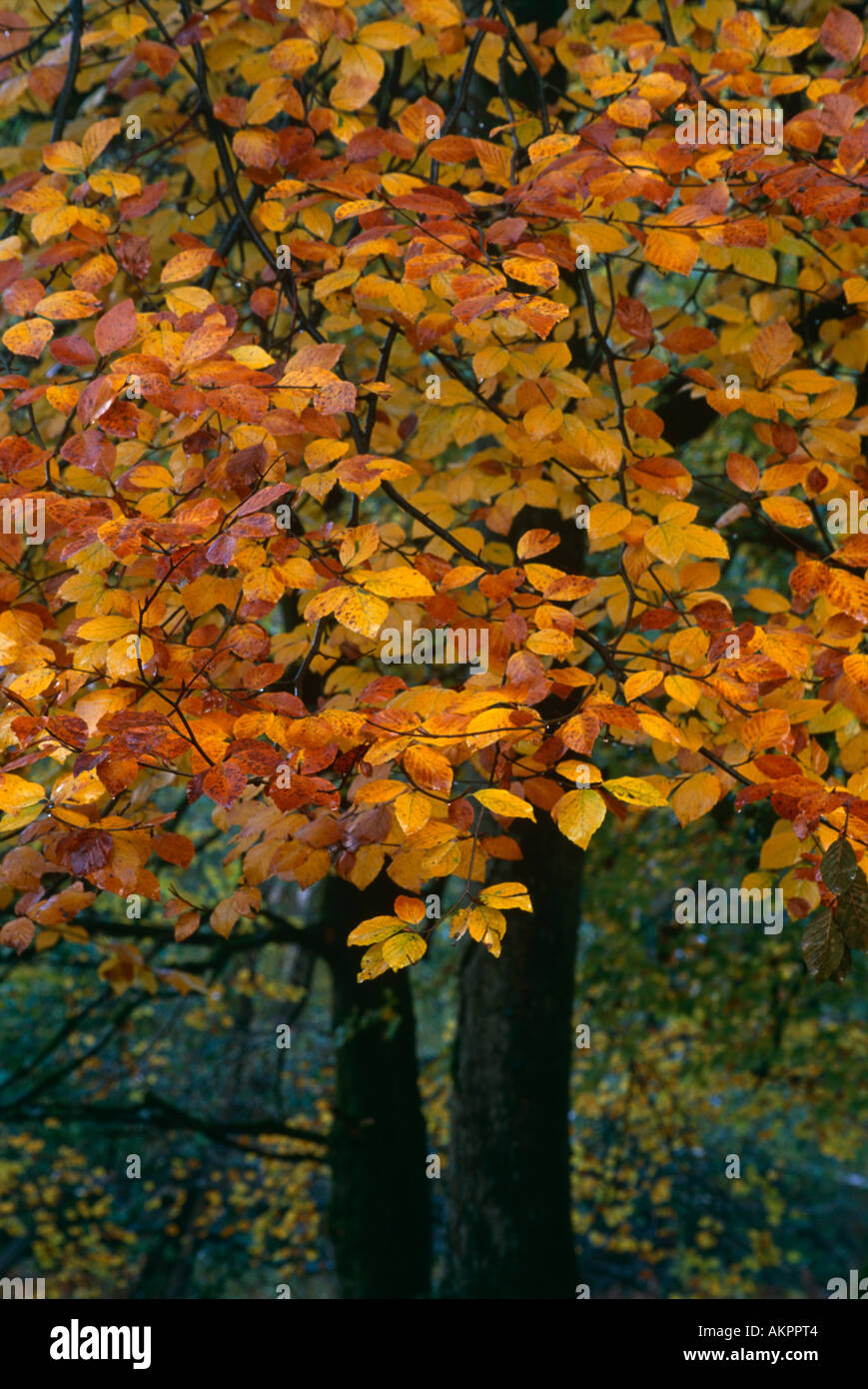 Beech tree cover hi-res stock photography and images - Alamy