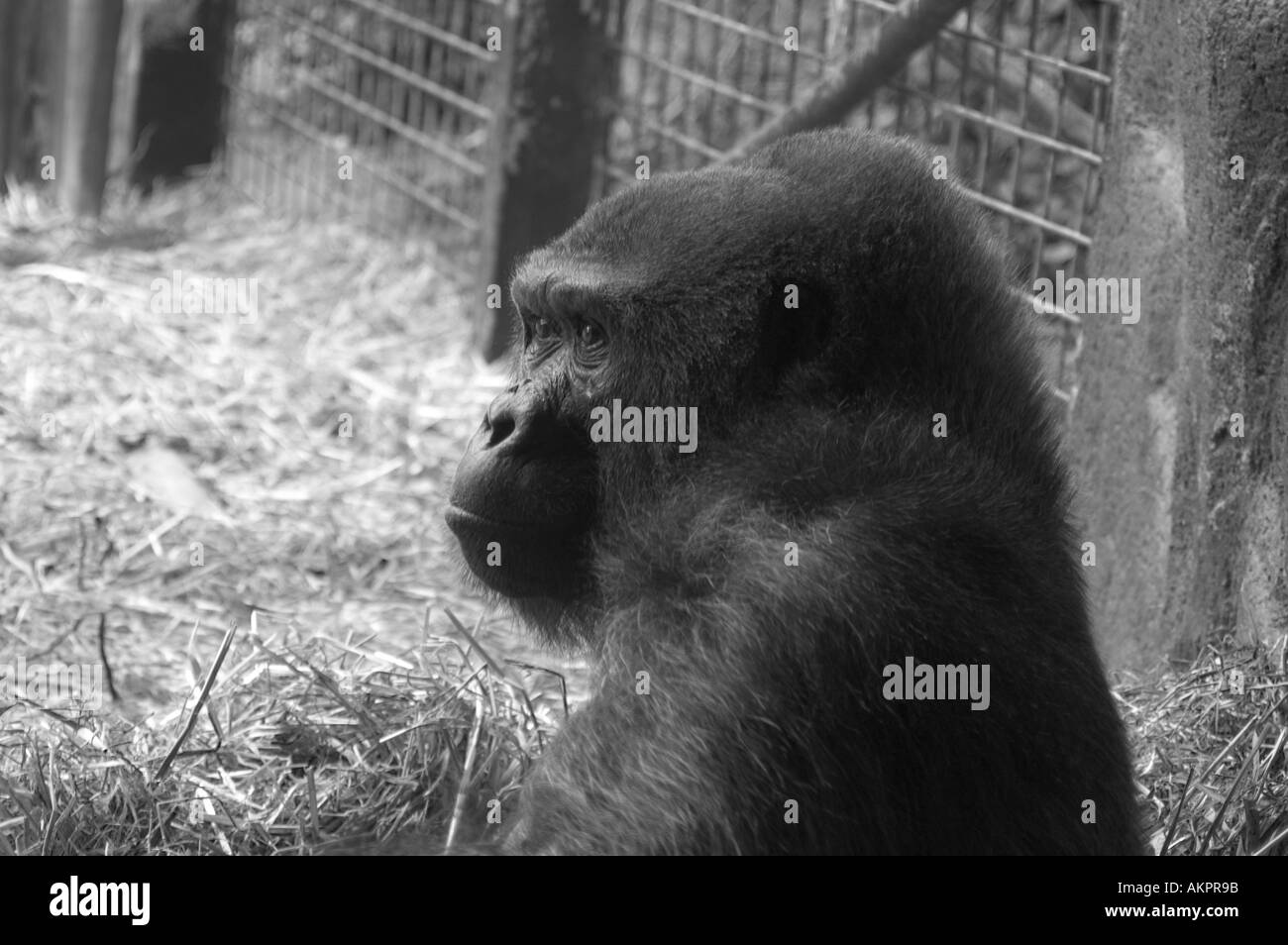 Stern ape Black and White Stock Photos & Images - Alamy