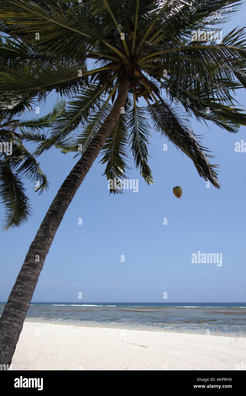coconut falling from palm tree Stock Photo - Alamy