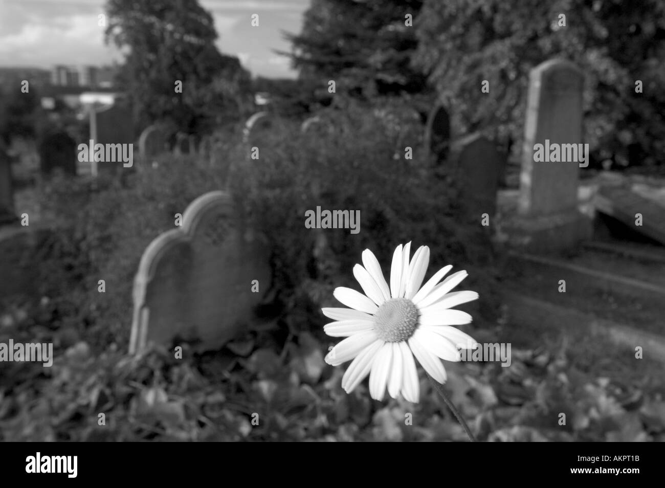 From death comes new life Stock Photo - Alamy