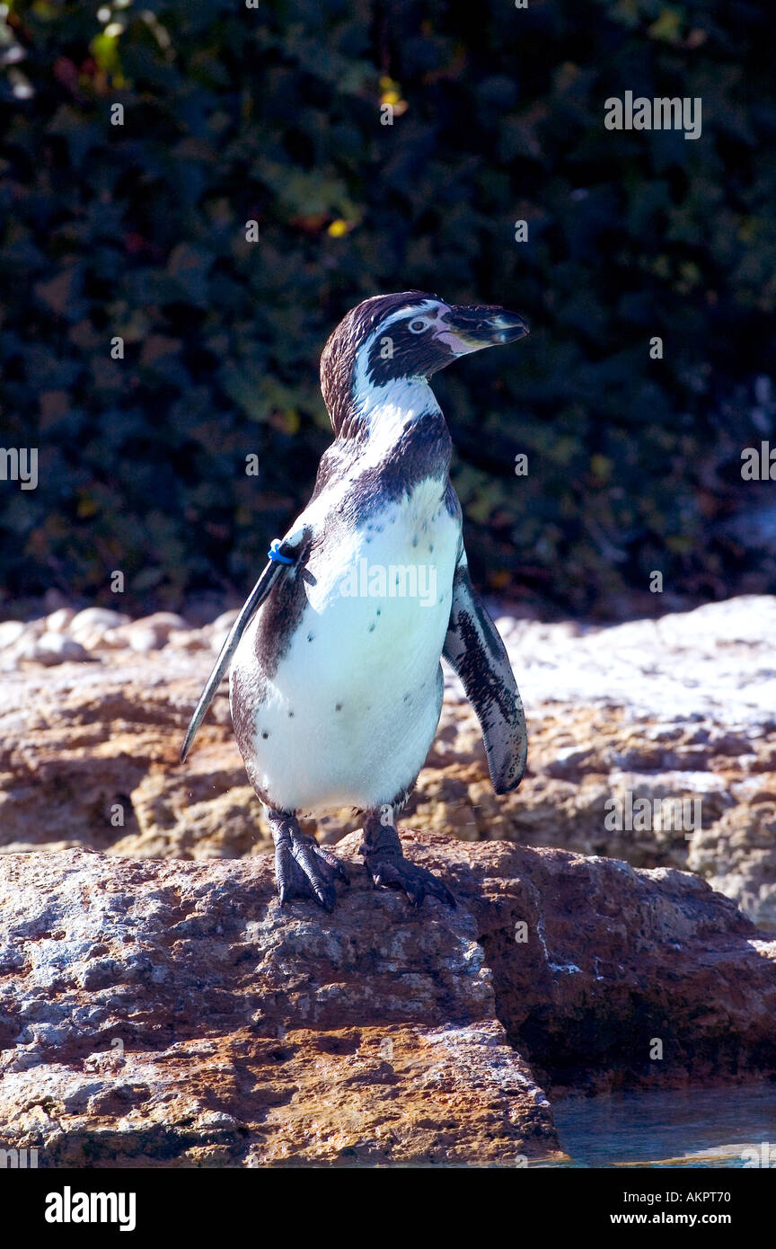 Penguin looking across from a rocky outcrop Stock Photo - Alamy