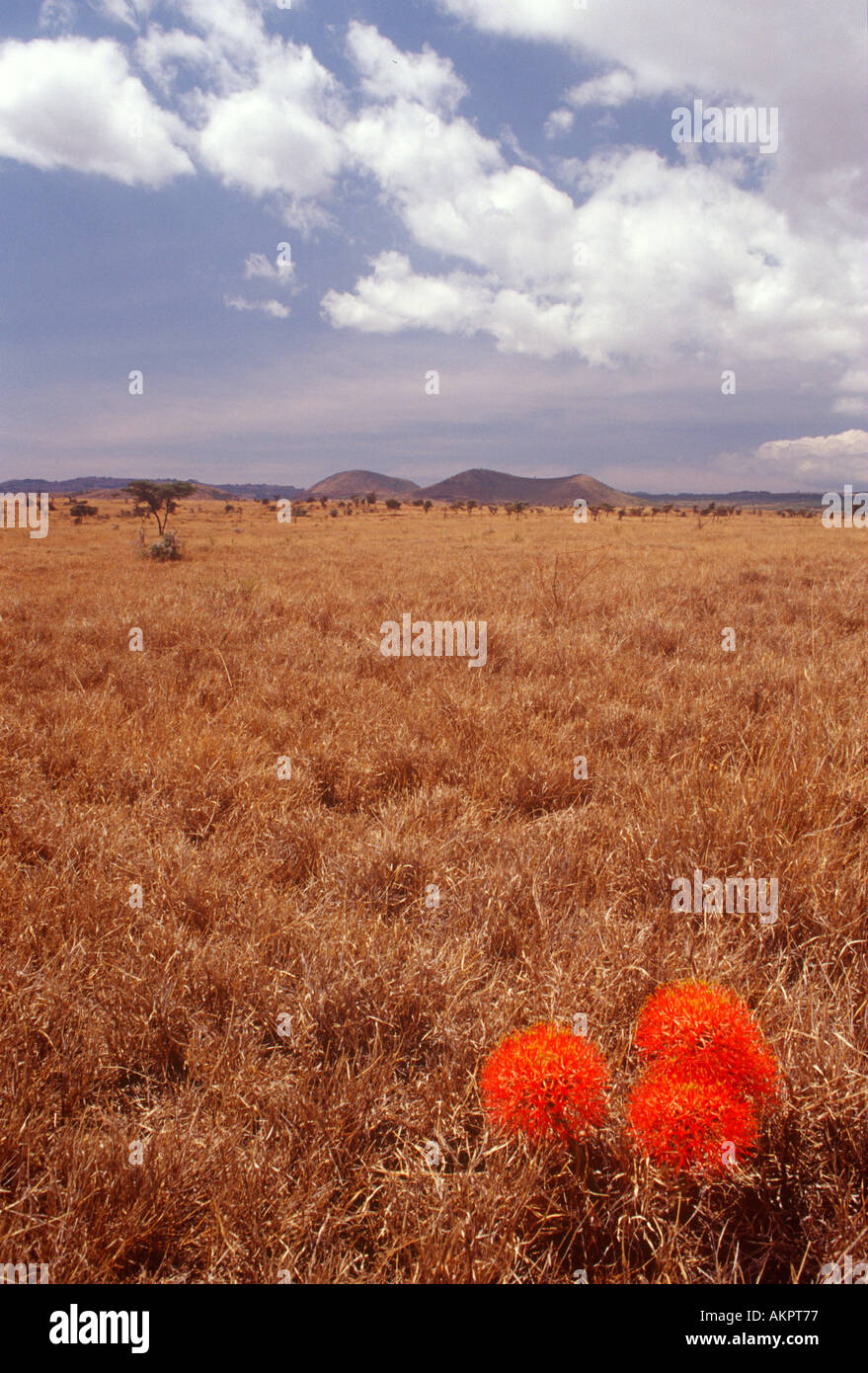 Fireball Lily Plant Lewa Downs Conservation Area and National Park ...