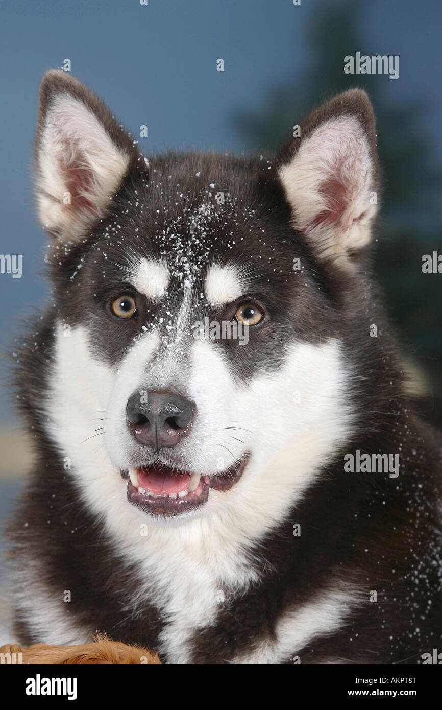 Alaskan malamute blue hi-res stock photography and images - Alamy