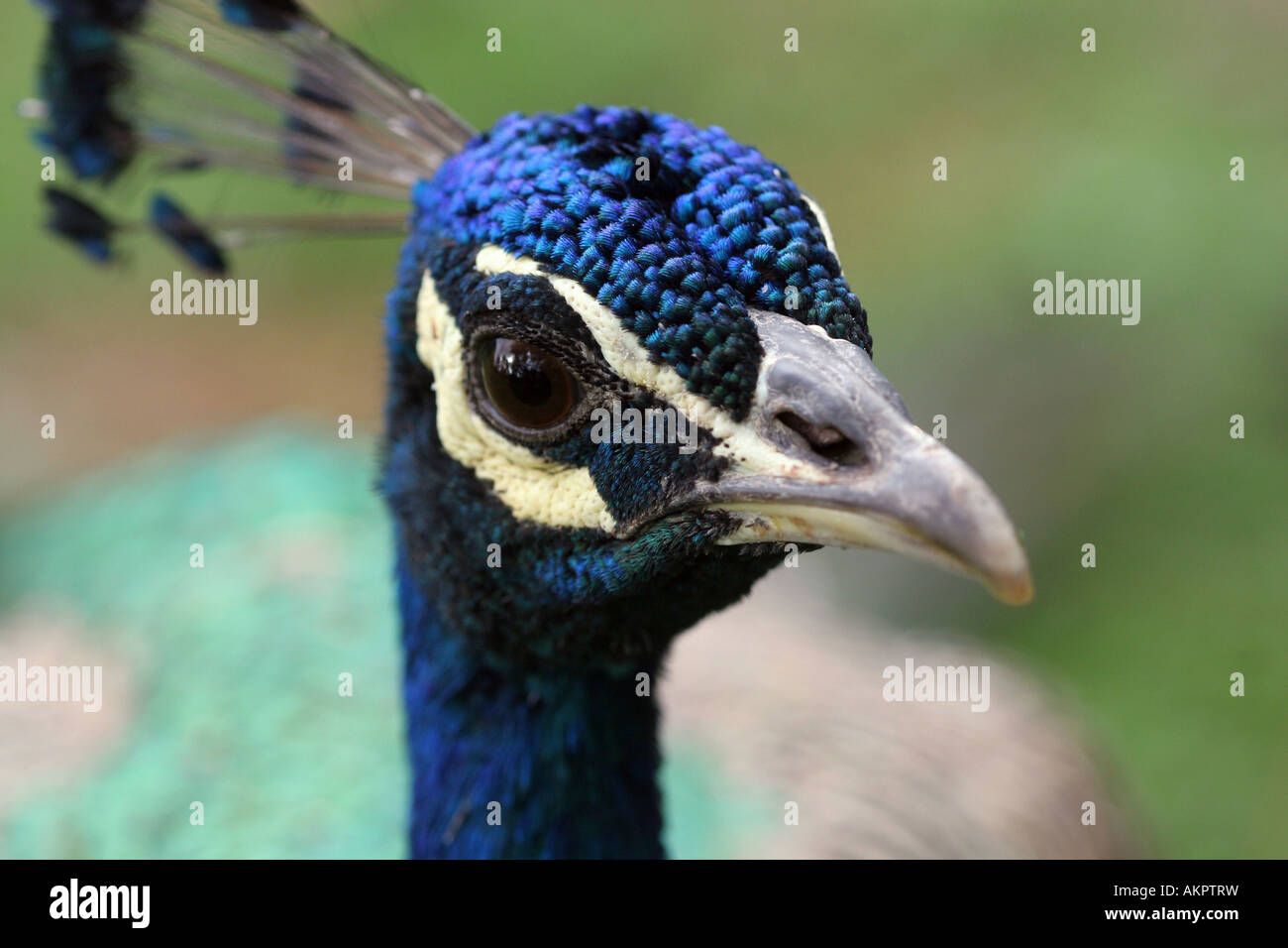 Peacock head feather hi-res stock photography and images - Alamy