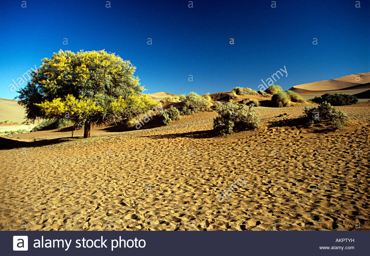 Namib Desert Bloom Stock Photos & Namib Desert Bloom Stock Images - Alamy