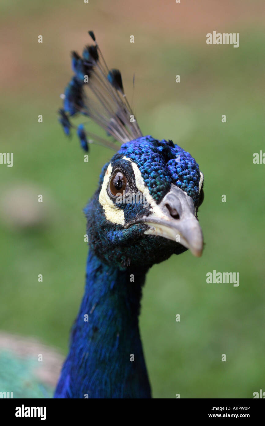 Peacock head feather hi-res stock photography and images - Alamy