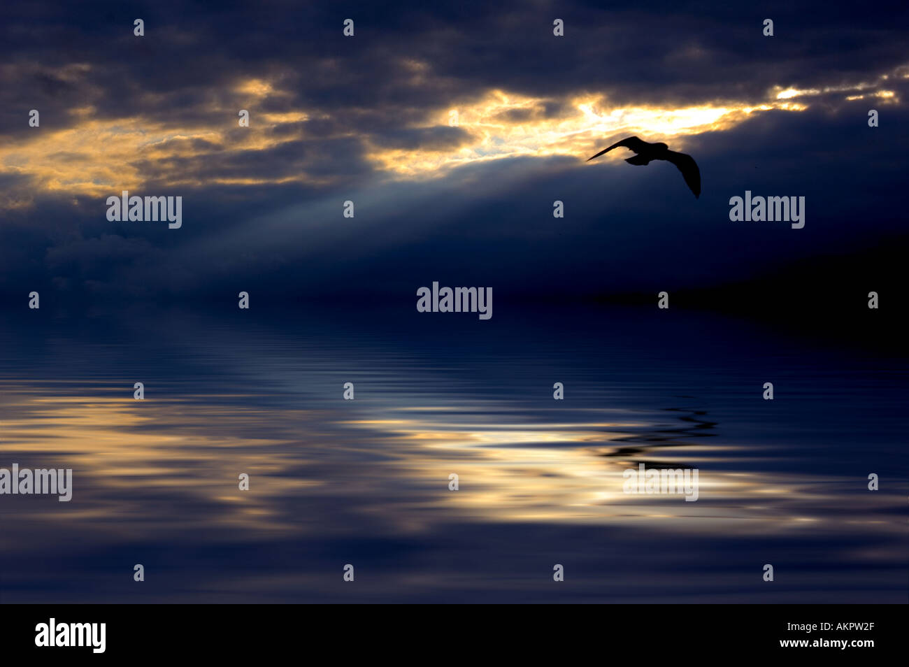 Flying Home At the End Of the Day Stock Photo - Alamy