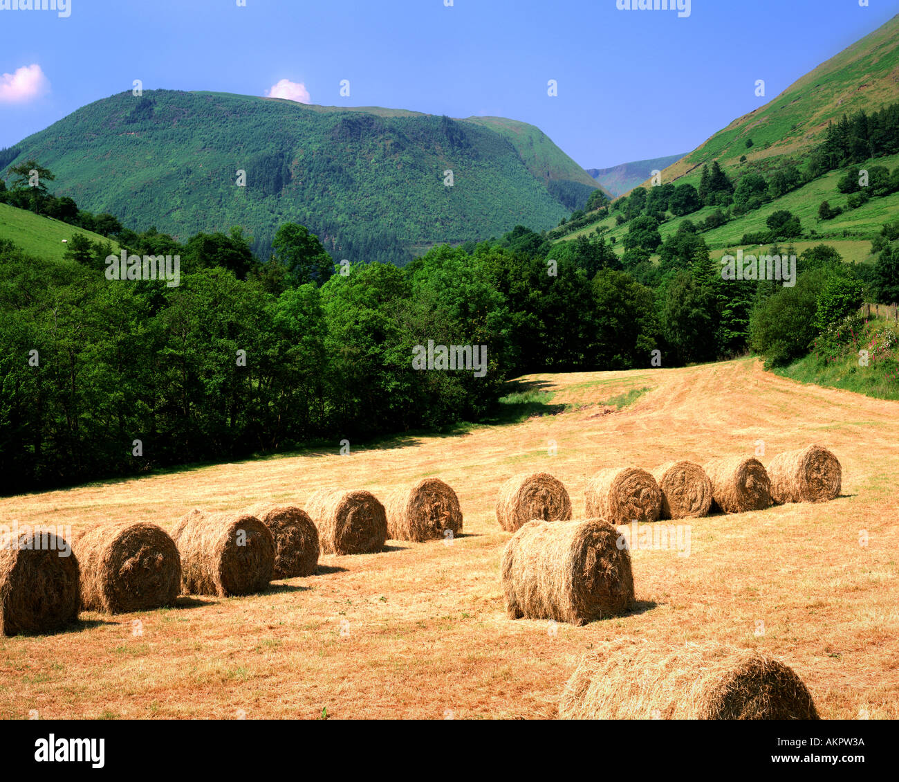 GB - WALES: Late Summer in the Dyfi Valley Stock Photo - Alamy