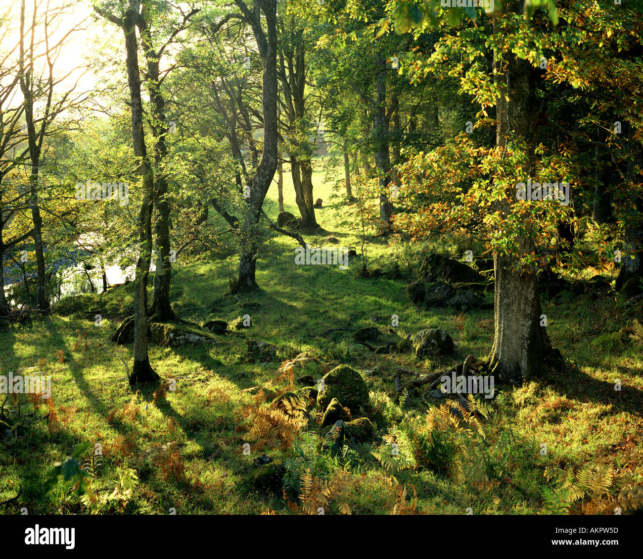 GB - WALES: Snowdonia National Forest Stock Photo - Alamy