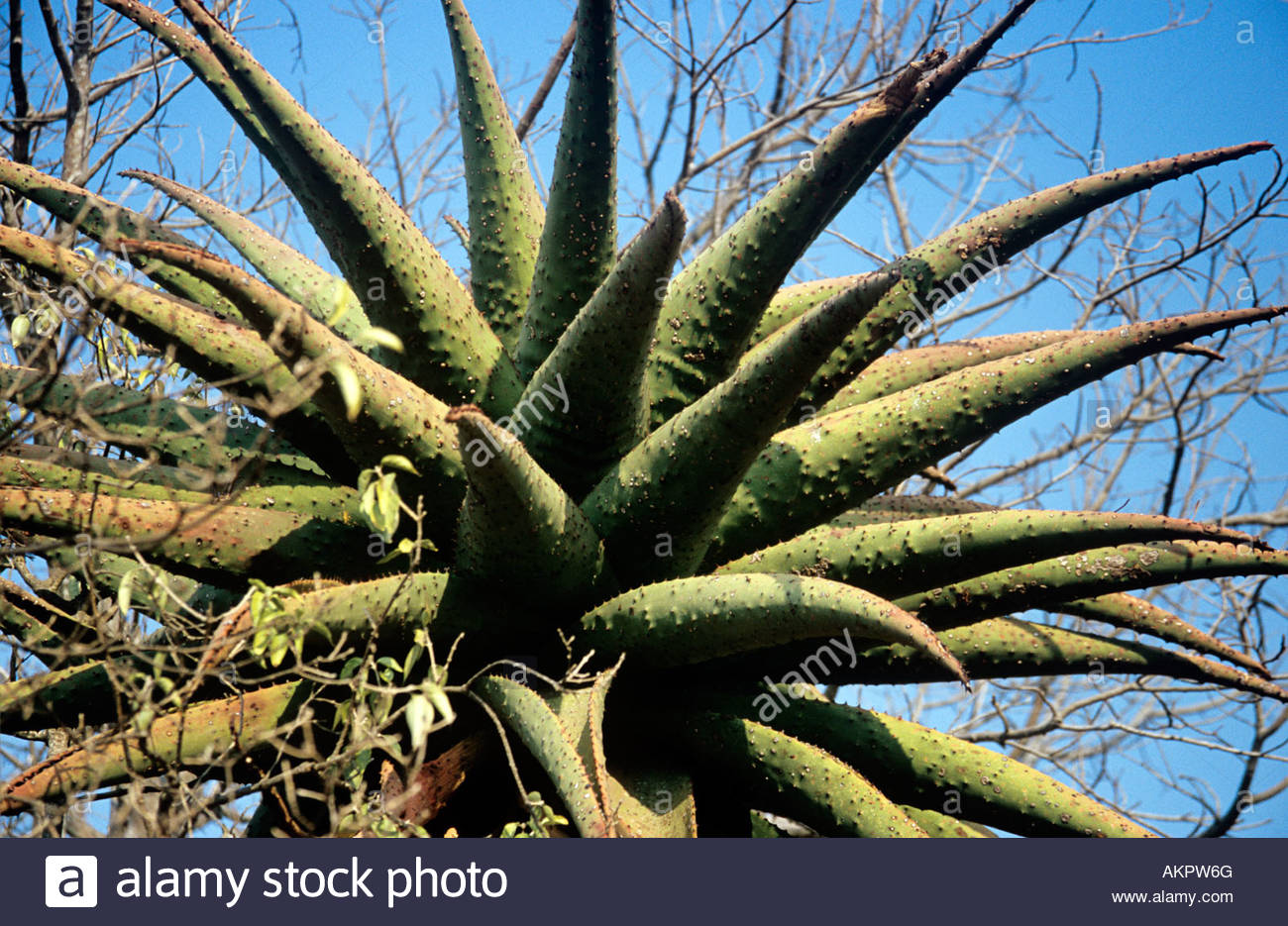 Spiky Plant Stock Photos & Spiky Plant Stock Images - Alamy