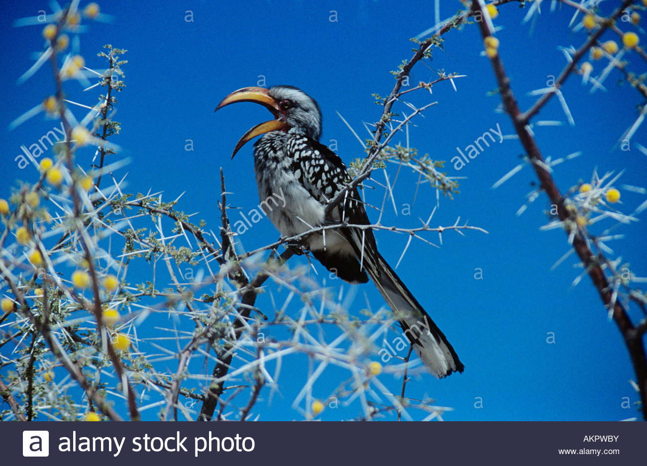 Hornbill Bird Stock Photos & Hornbill Bird Stock Images - Alamy