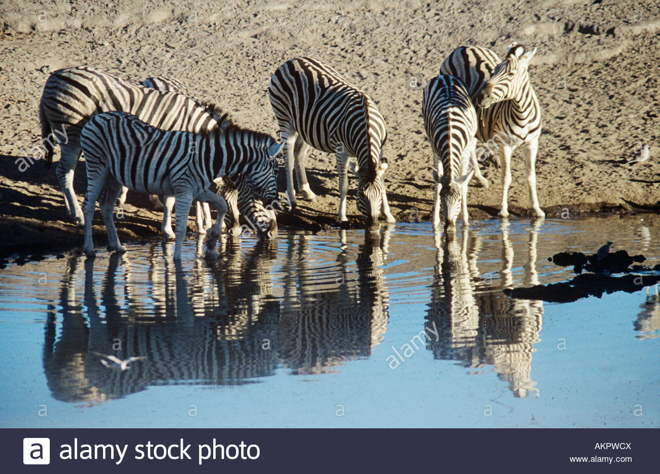 Zebra Drinking Water Stock Photos & Zebra Drinking Water Stock Images ...