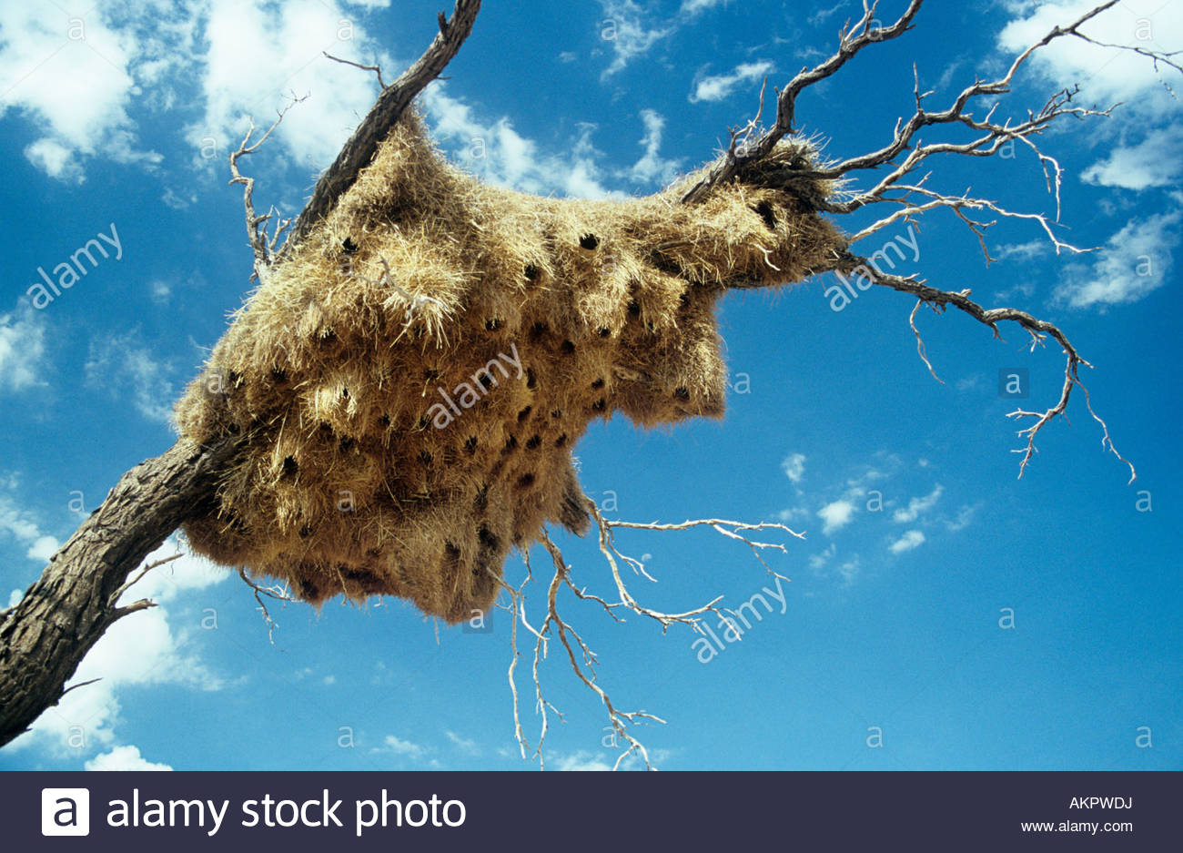 Weaver Bird Stock Photos & Weaver Bird Stock Images - Alamy