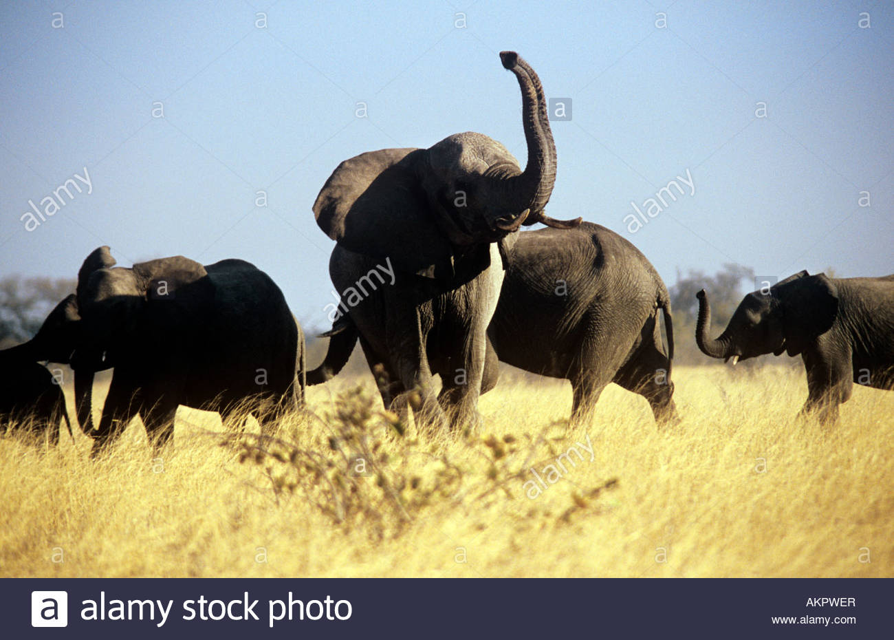 Dangerous Danger Animals Warning Stock Photos & Dangerous Danger ...