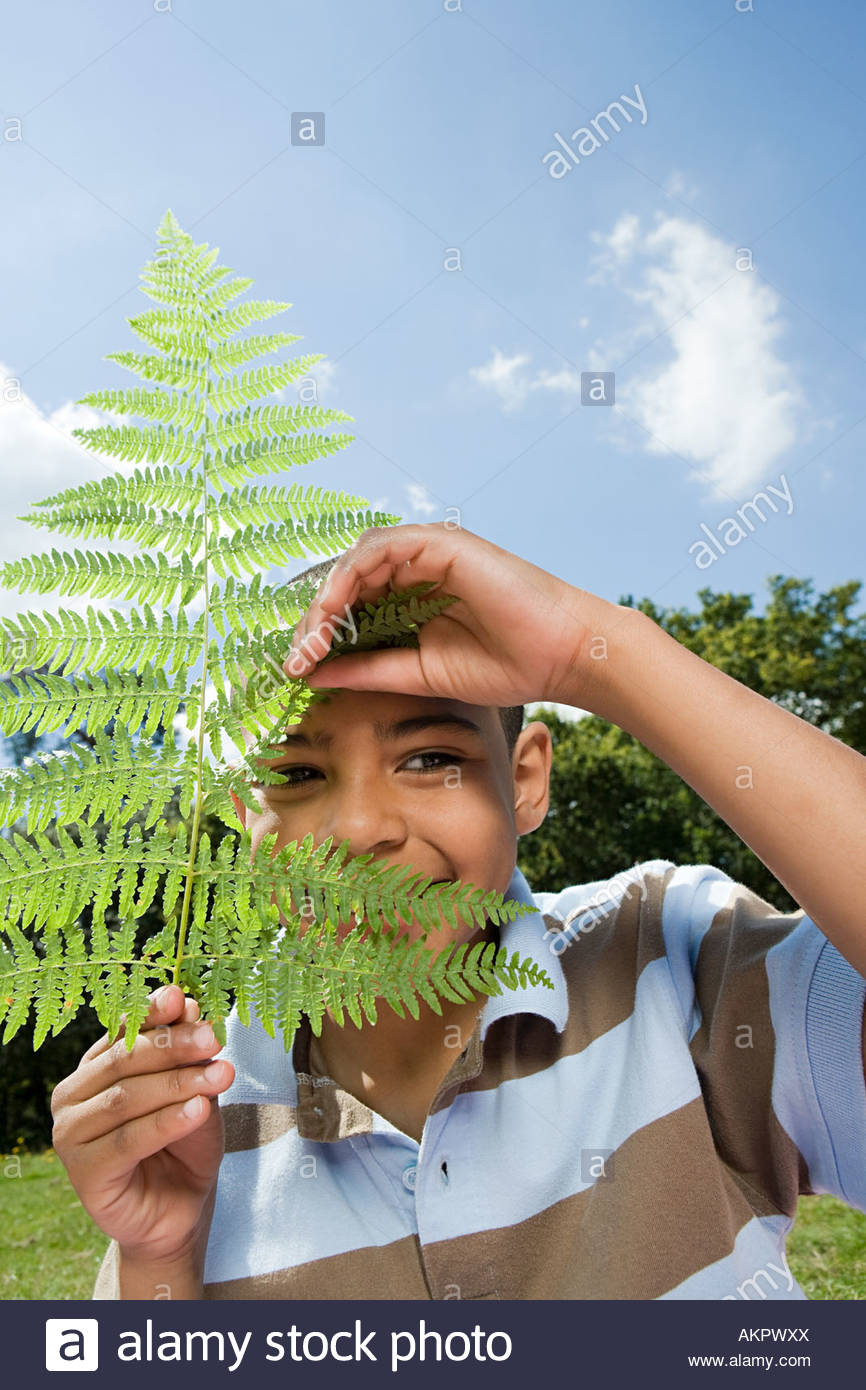 Fern Leaf Stock Photos & Fern Leaf Stock Images - Alamy
