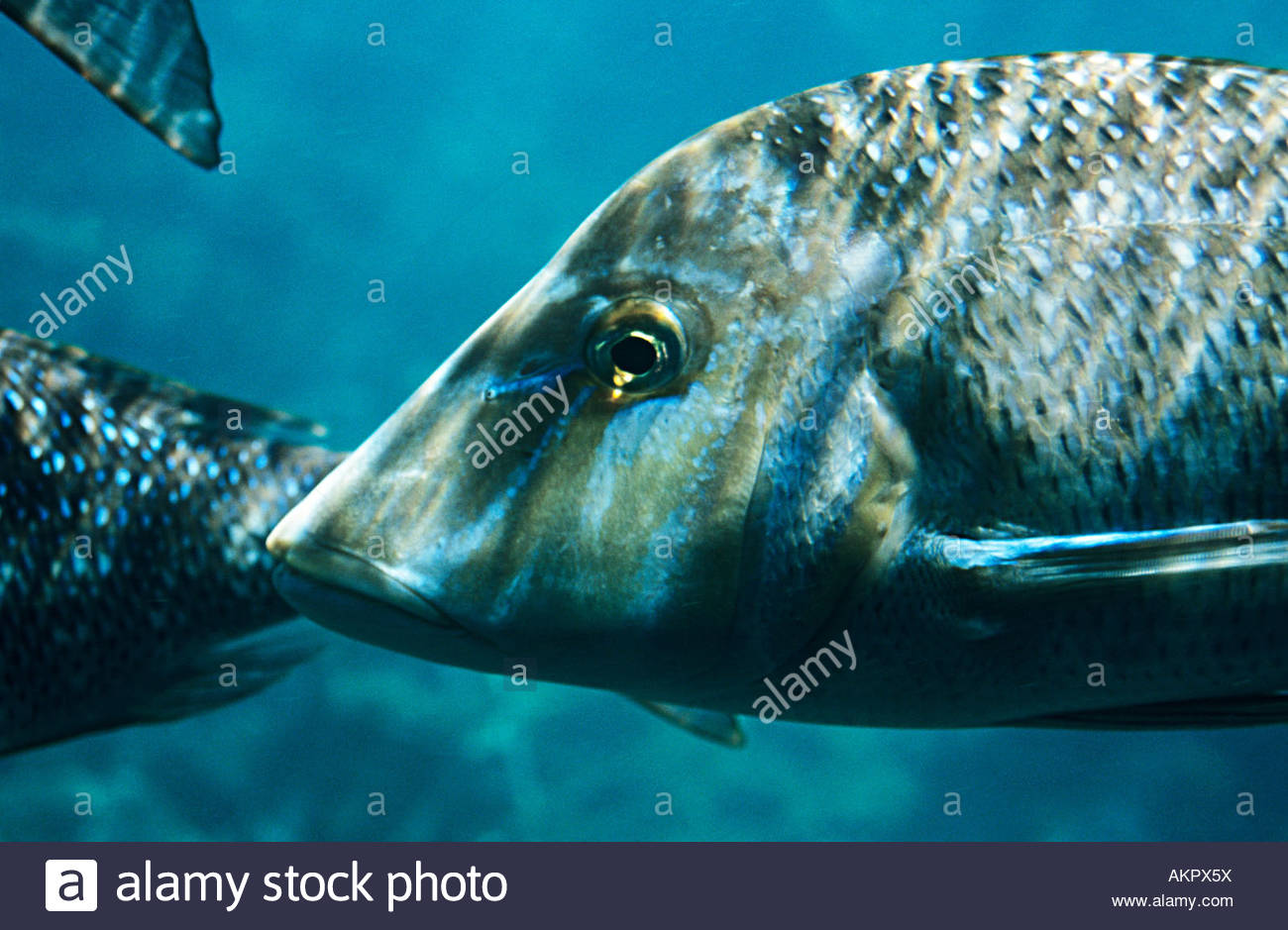 Spangled Emperor Stock Photos & Spangled Emperor Stock Images - Alamy