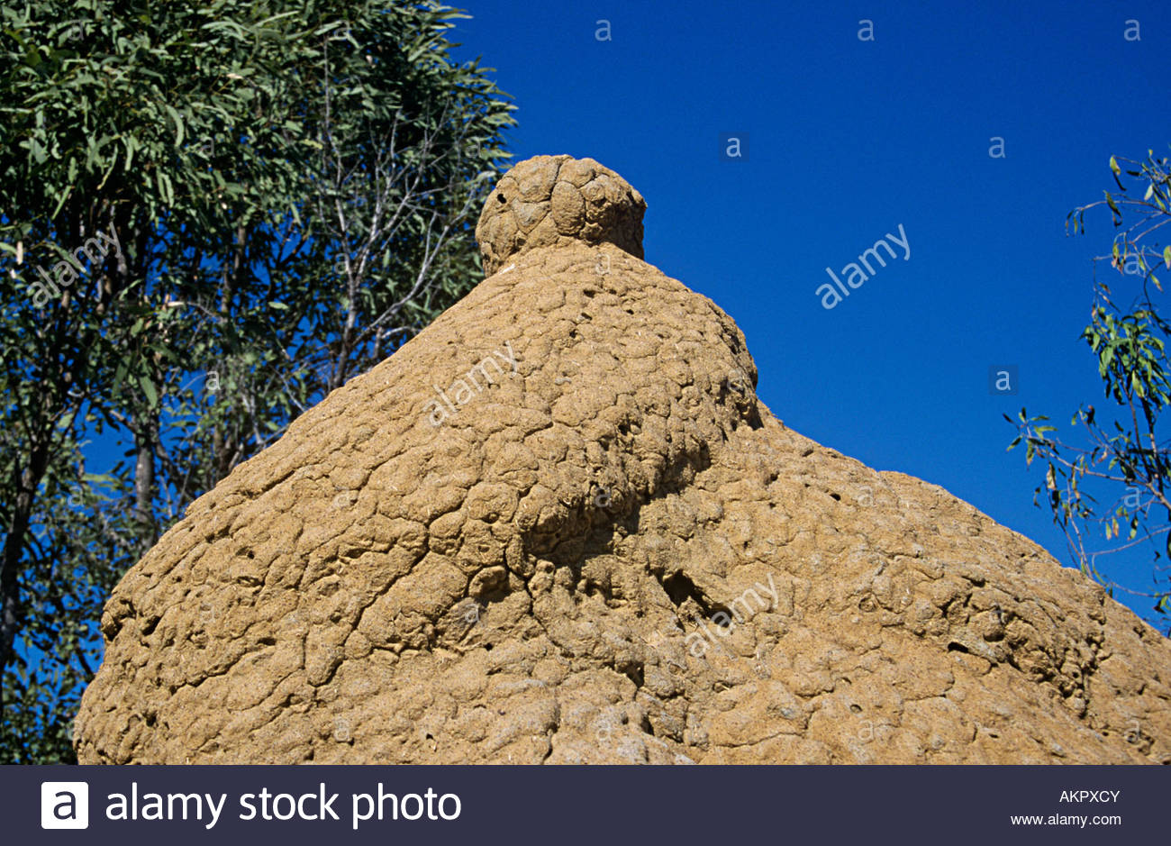 Termite Hill Stock Photos & Termite Hill Stock Images - Alamy