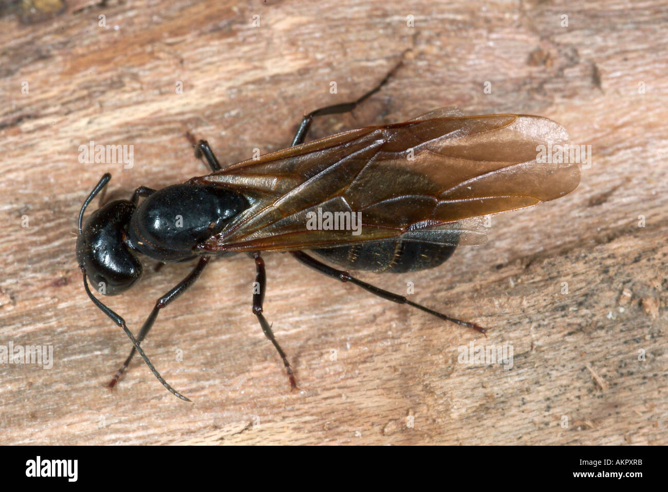 Queen carpenter ant Stock Photo - Alamy