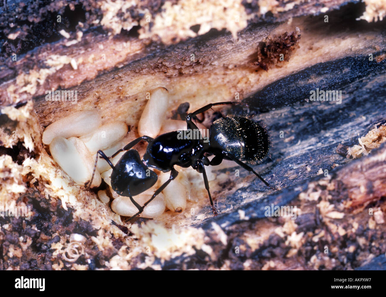 Queen carpenter ant Stock Photo - Alamy