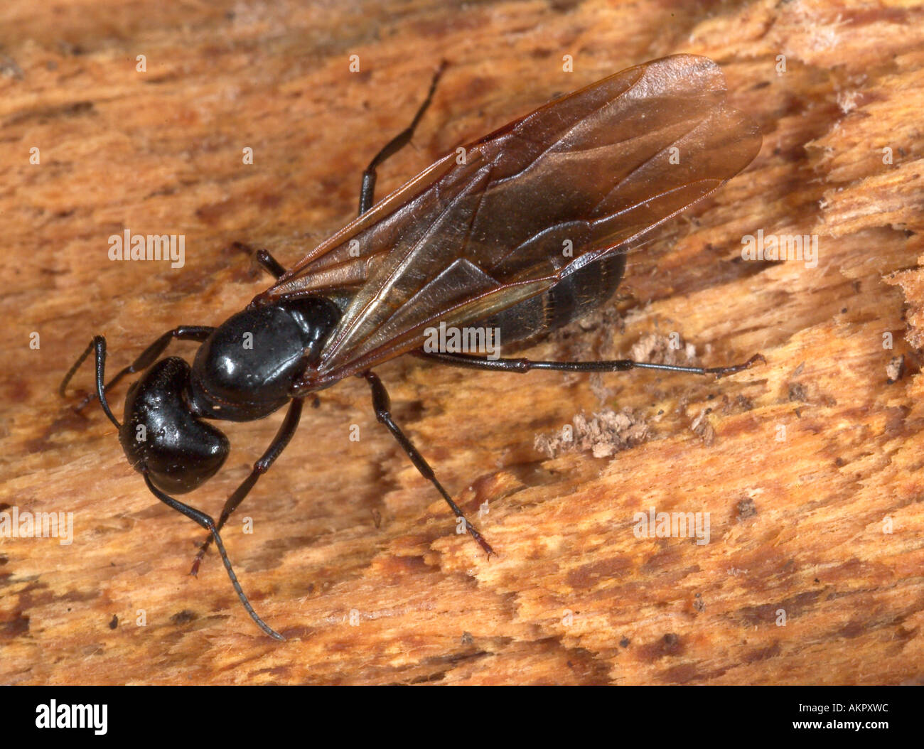 Camponotus pennsylvanicus queen hi-res stock photography and images - Alamy