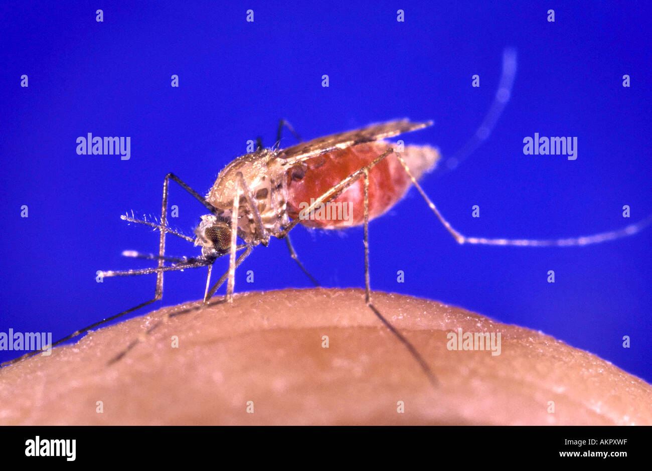Female Anopheles gambiae mosquito feeding Shown engorged with blood ...